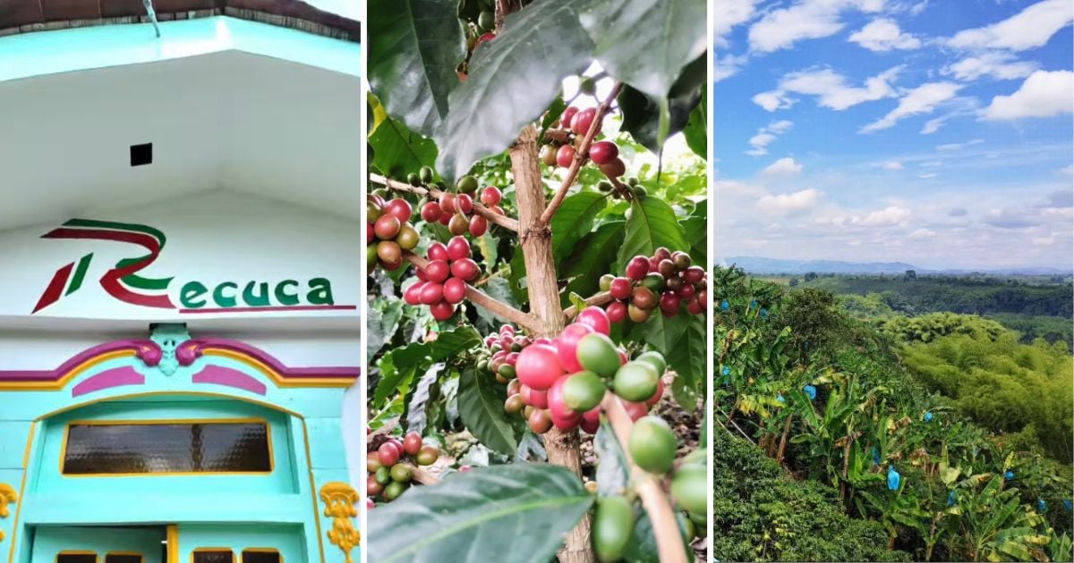 El parque en El Quindió para vivir la experiencia como un café por un ...