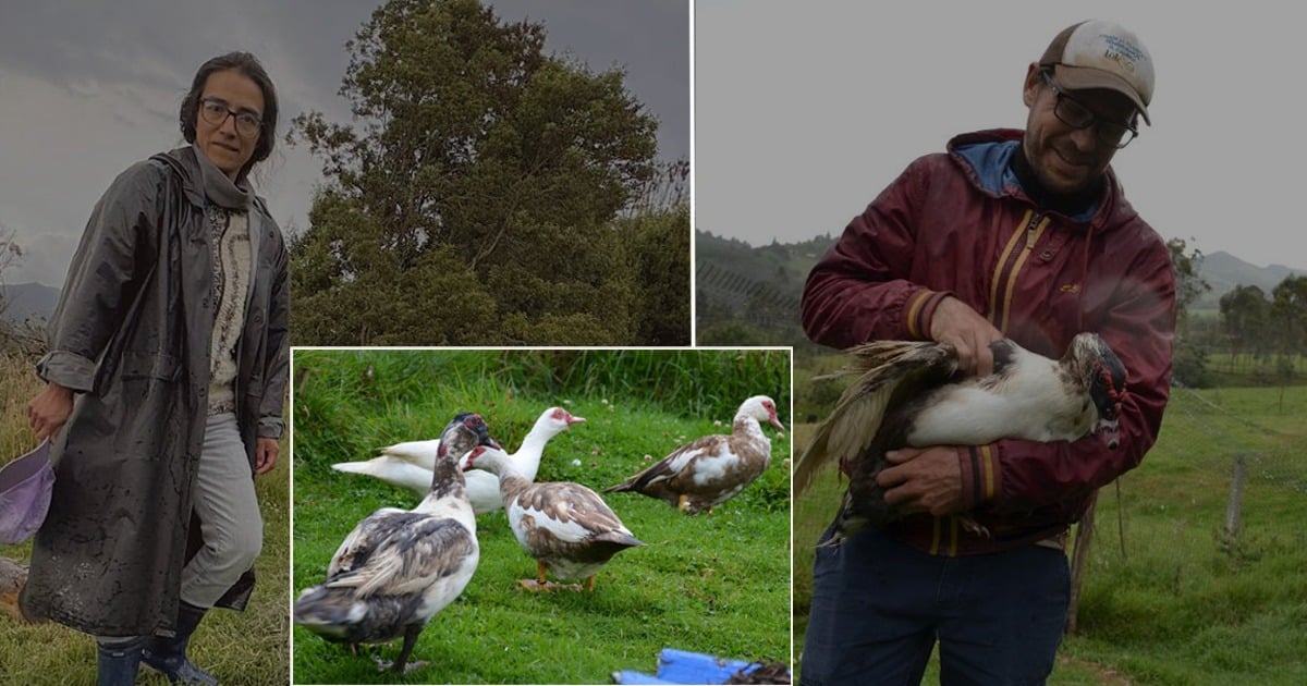 En una granja de granja, una pareja fría-colombina cría los patos más ...